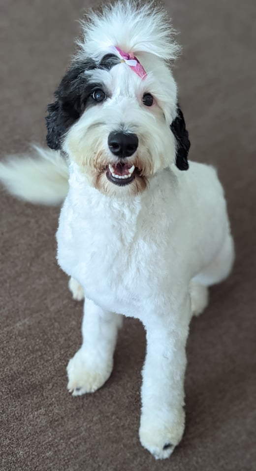 Groomer Spotlight: Elizabeth Layne