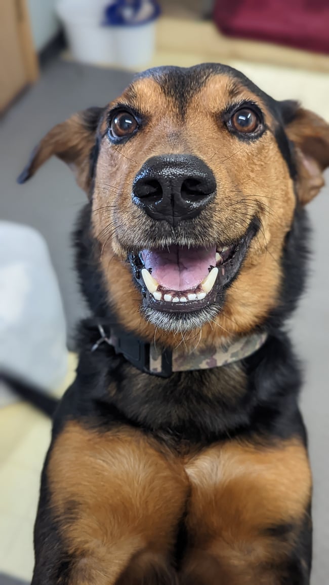 Groomer Spotlight: Elizabeth Layne - GroomersChoice.com