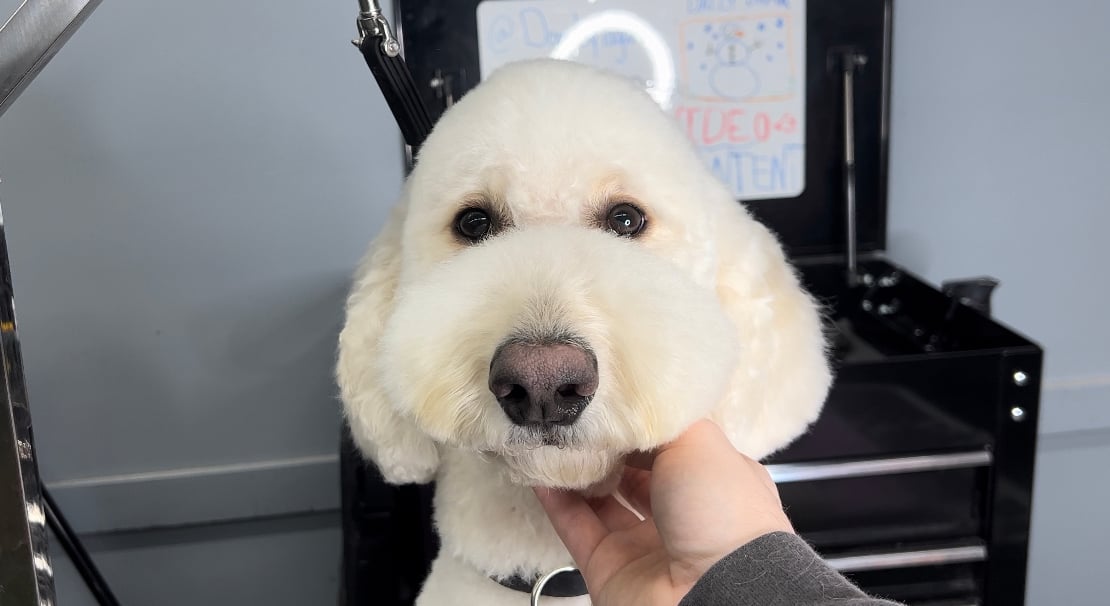 VIG Spotlight: Logan Rago